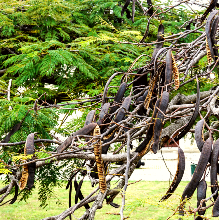 Kharoob (Egyptian Carob Drink): مشروب الخروب